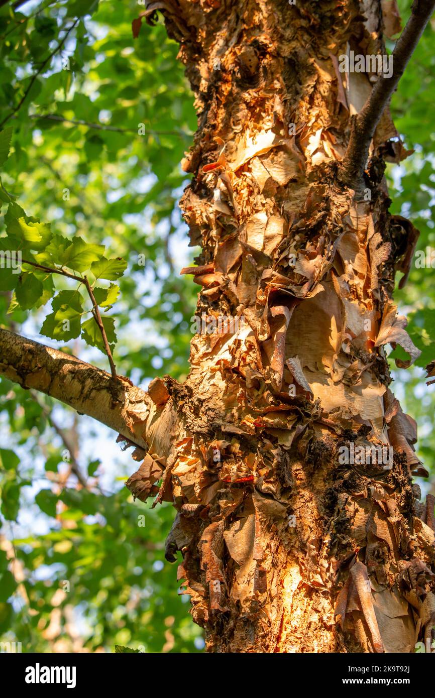 Close up texture view of beautiful rugged torn bark on the trunk of a ...