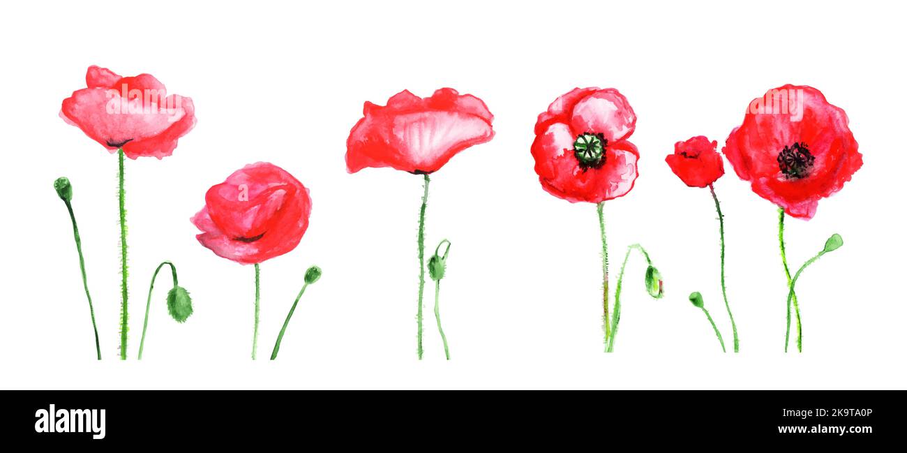 Set of hand painted watercolor red poppy flowers Stock Vector Image ...