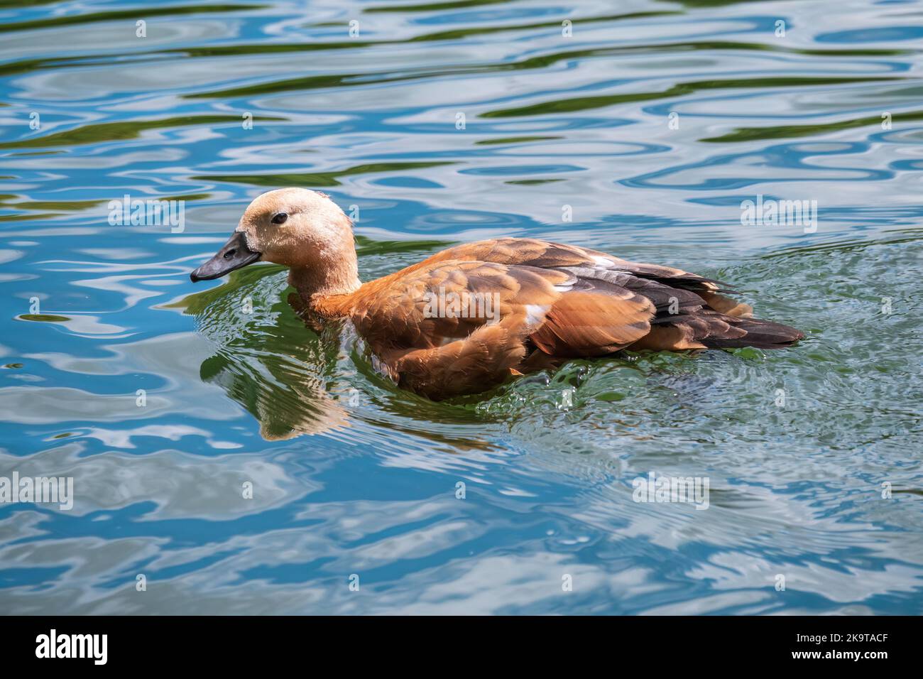 Ruddy Shelduck, or red duck, lat. Tadorna ferruginea, swimming on a ...