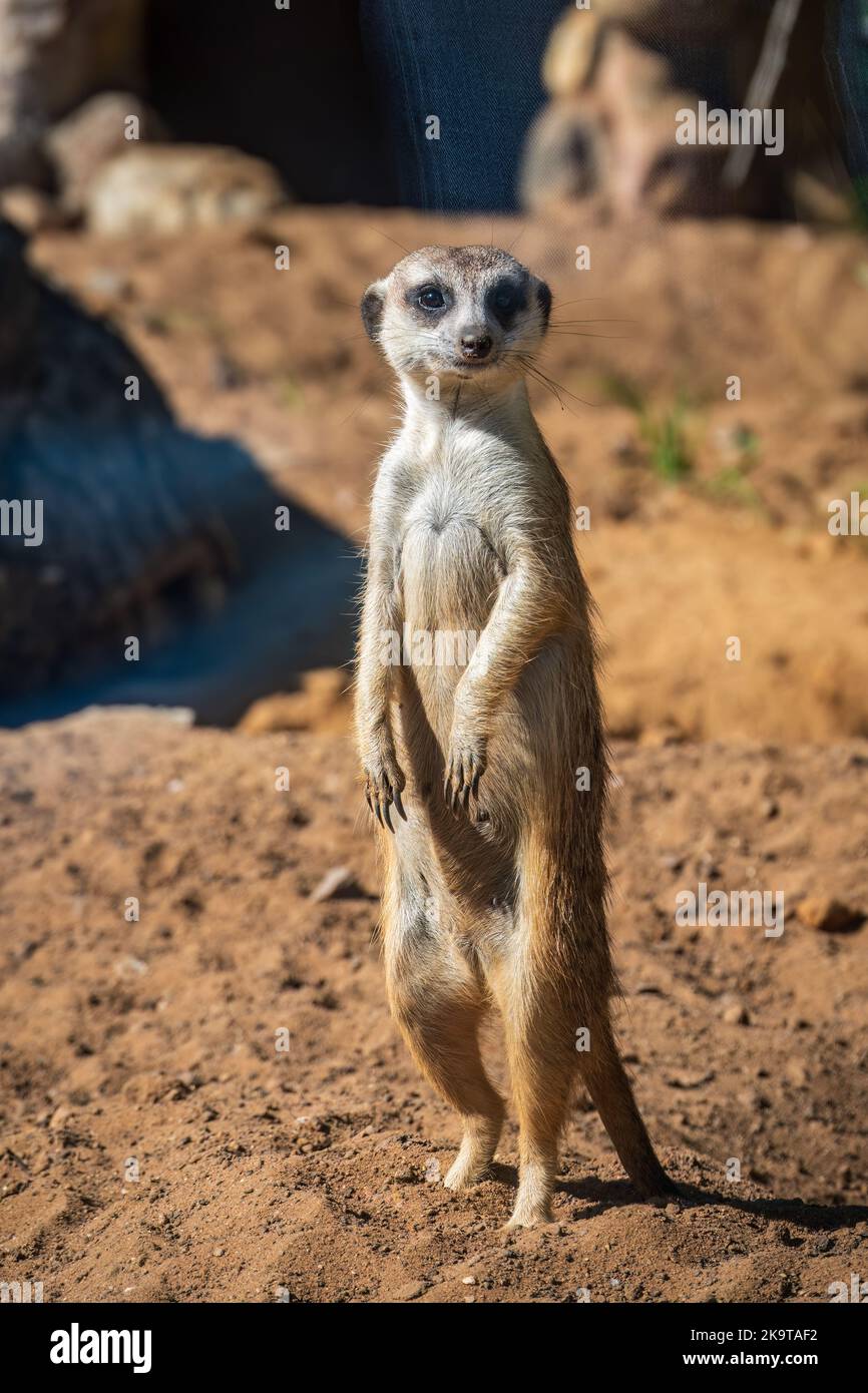 Meerkat ,Suricata suricatta, on hind legs. Portrait of meerkat standing ...