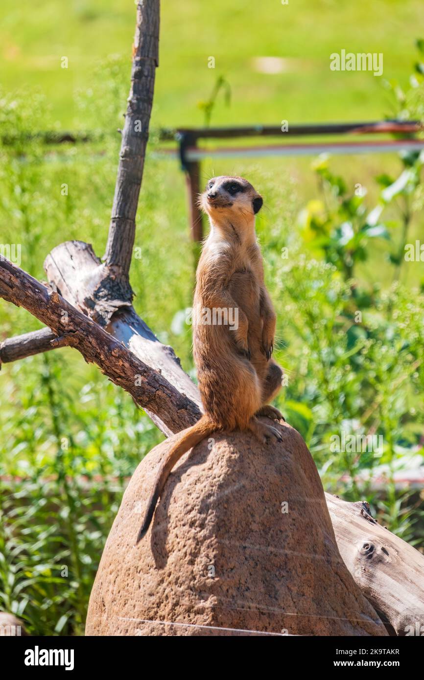 Meerkat ,Suricata suricatta, on hind legs. Portrait of meerkat standing ...