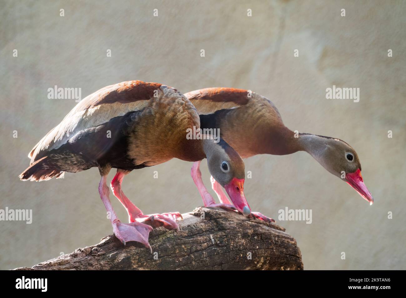 A Black-bellied Whistling Duck, lat. Dendrocygna autumnalis, or black ...