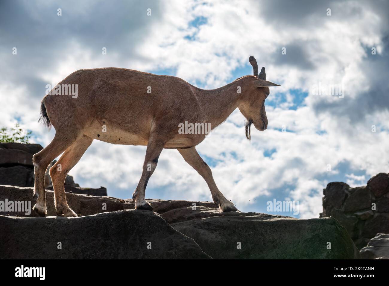 Mountain goat or East caucasian tur, female, latin name Carpa ...