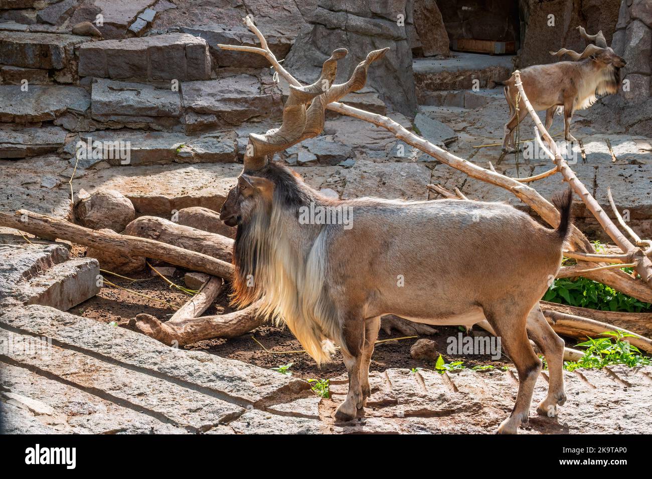 Close-up portrait of Markhor, Capra falconeri, wild goat native to ...