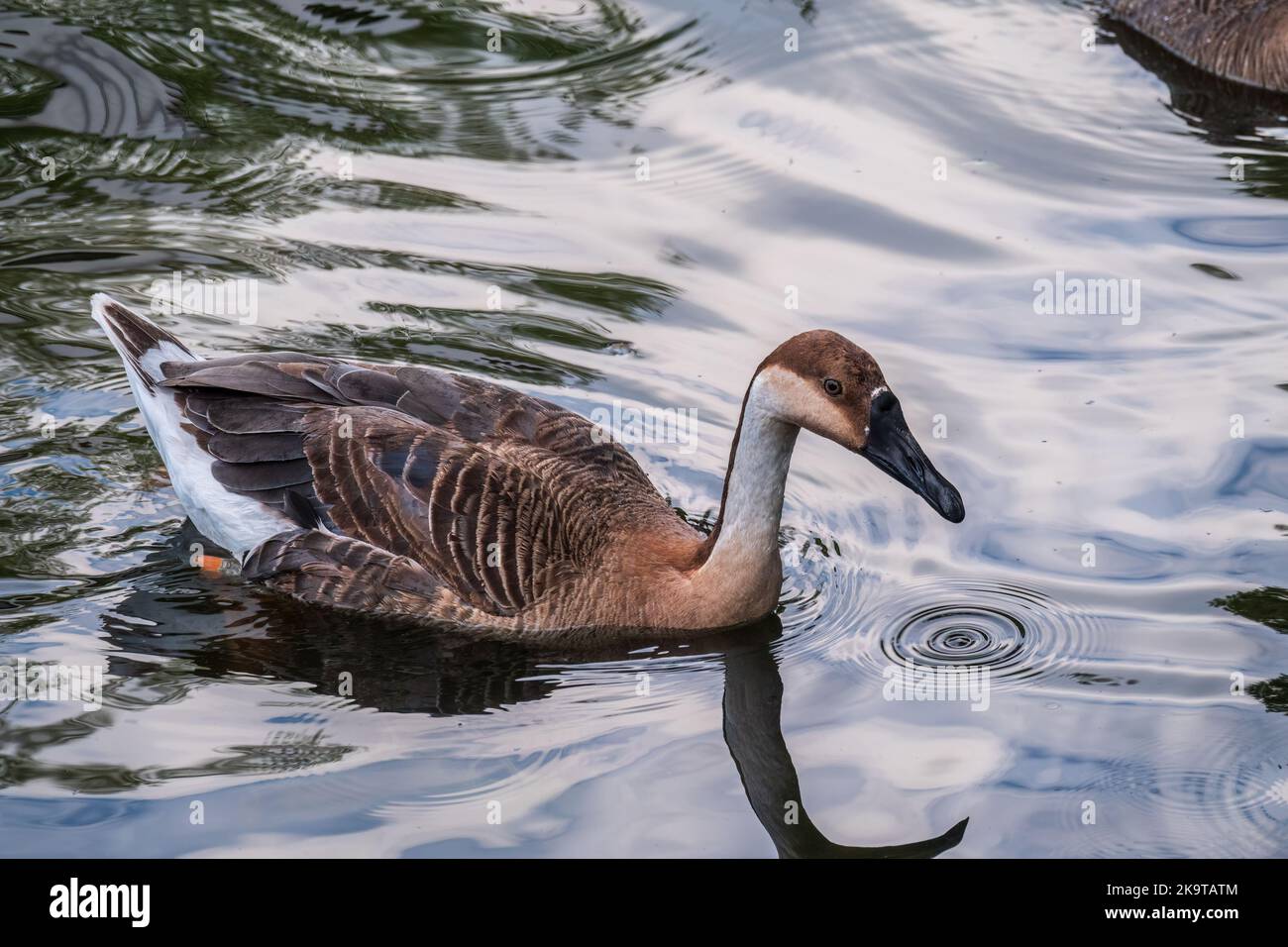 Swan Goose, Anser cygnoides,swiming in lake water. Swan Goose is a ...