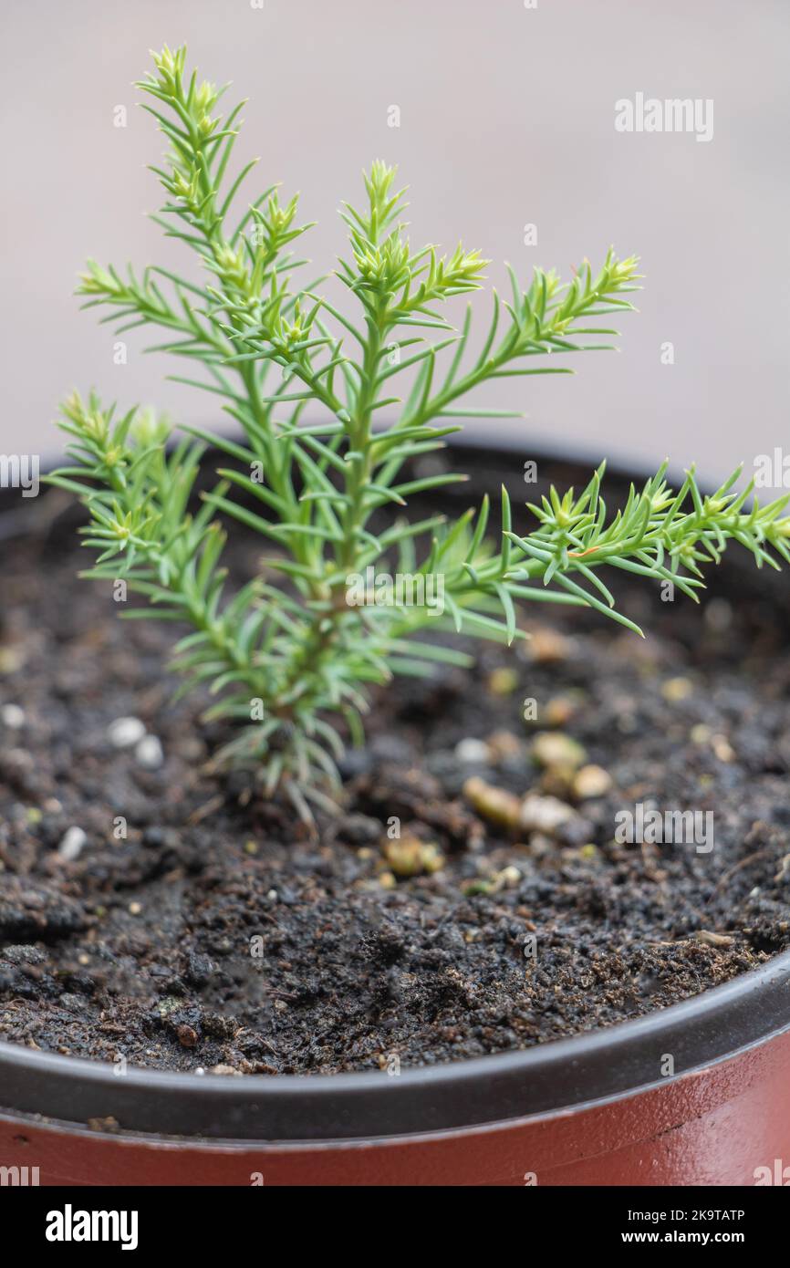 Sequoia sapling hi-res stock photography and images - Alamy