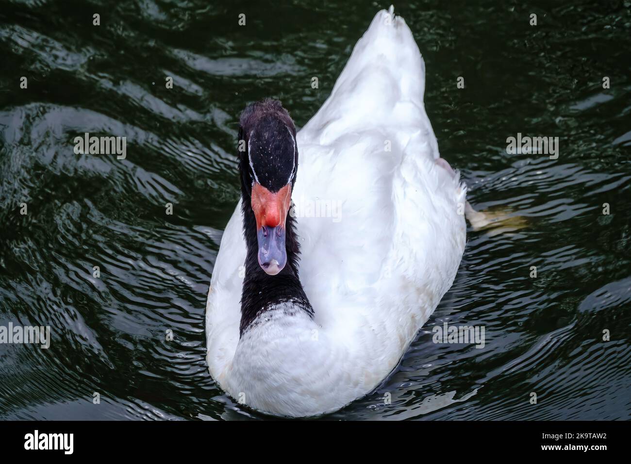 The black-necked swan, Cygnus melancoryphus, is a swan that is the ...