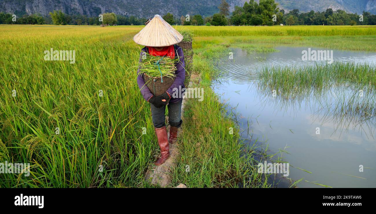 rice worker ,harvesting in rice field Stock Photo - Alamy
