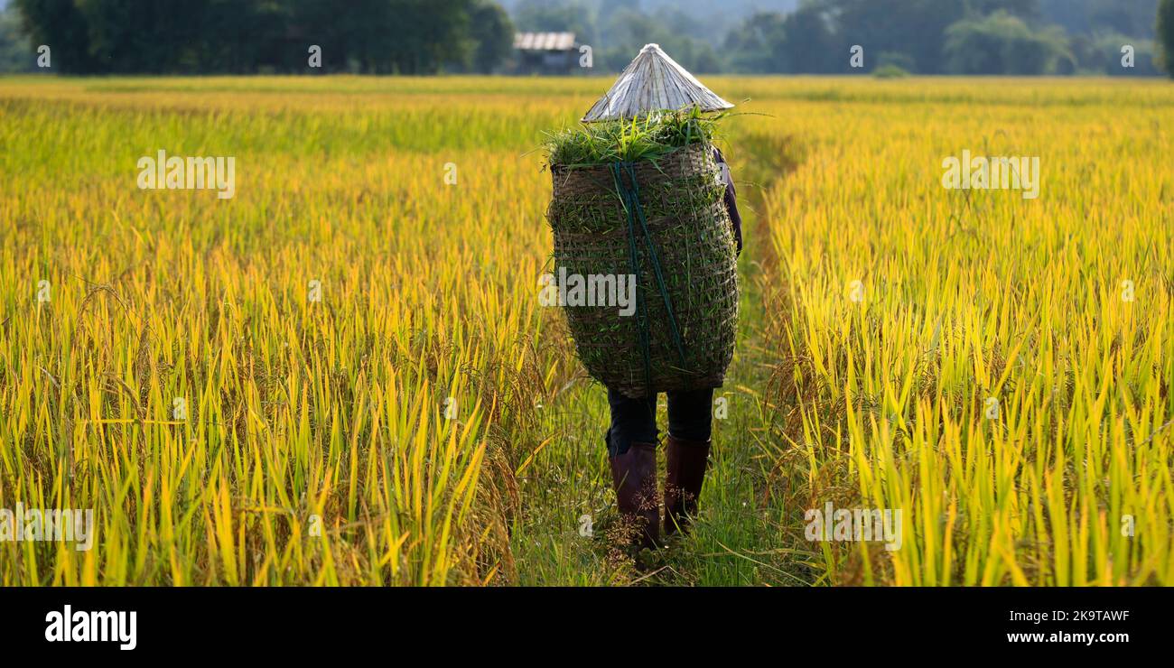 rice worker ,harvesting in rice field Stock Photo - Alamy