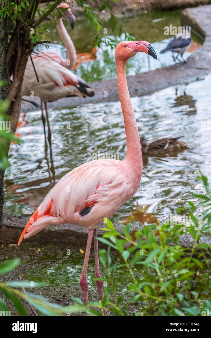 The greater flamingo, Phoenicopterus roseus, standing in water on lake ...