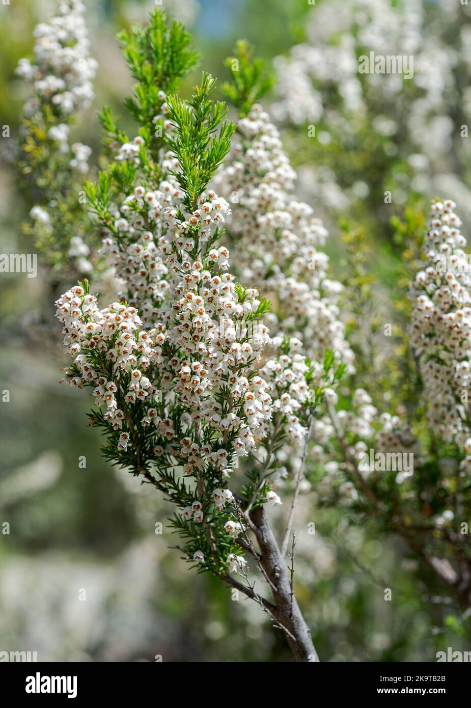 Flowers of Tree heath, Erica arborea. Photo taken in Guadarrama ...