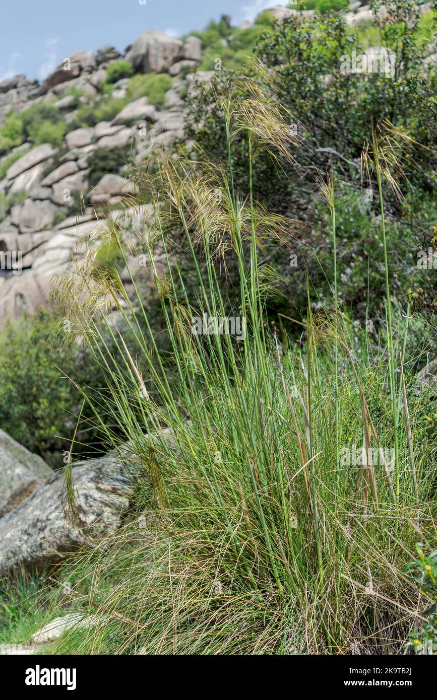 Giant feather grass, Stipa gigantea. Photo taken in Guadarrama ...