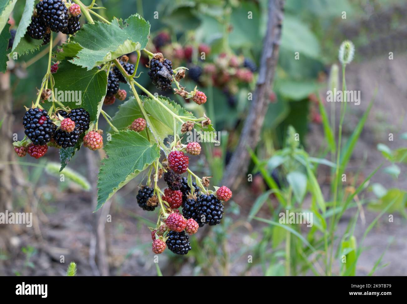 A bunch of fresh blackberries in the farm that are gradually ripening ...