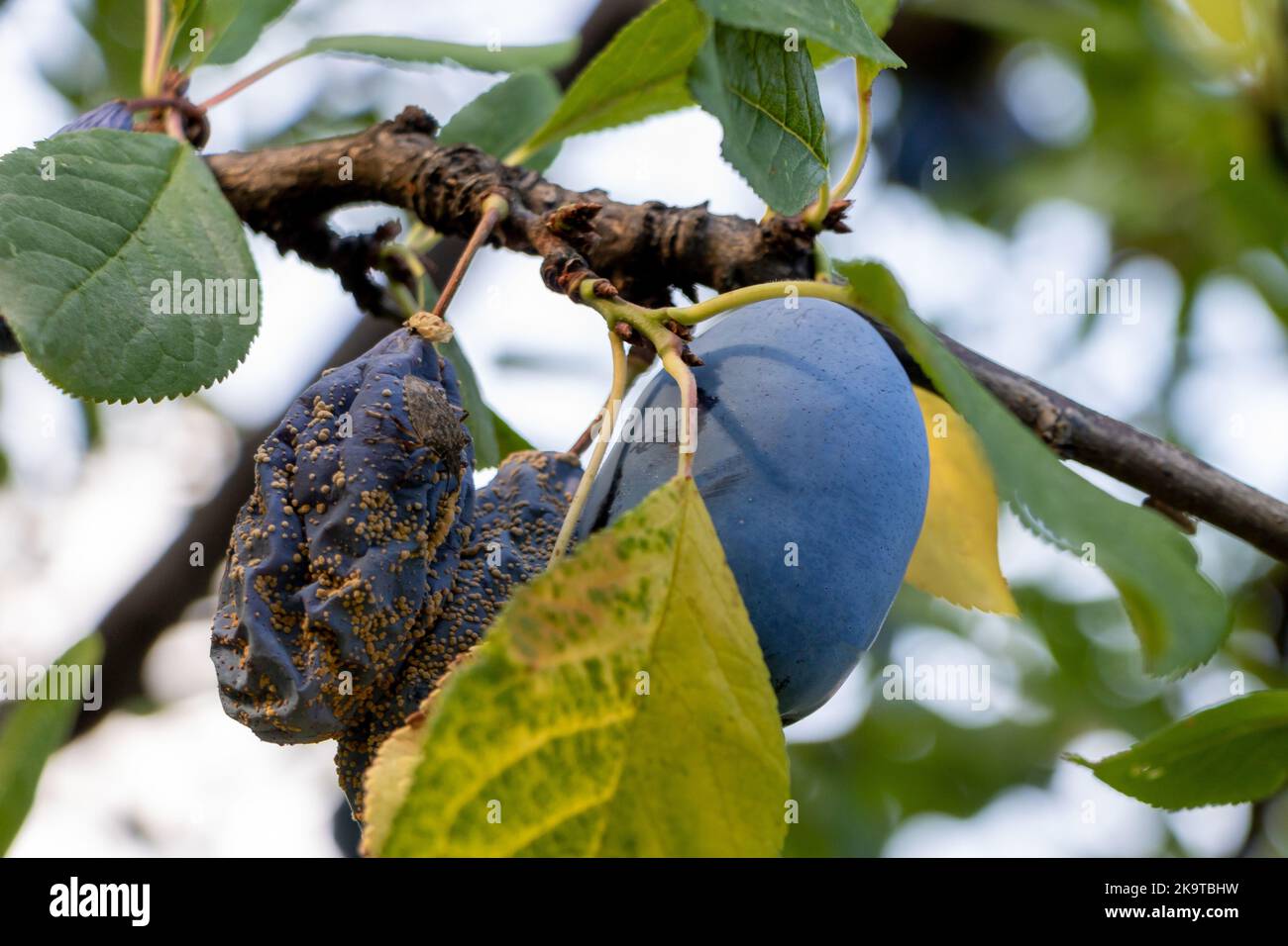 Rotten plum fruits on the tree and a pest like Brown marmorated stink ...