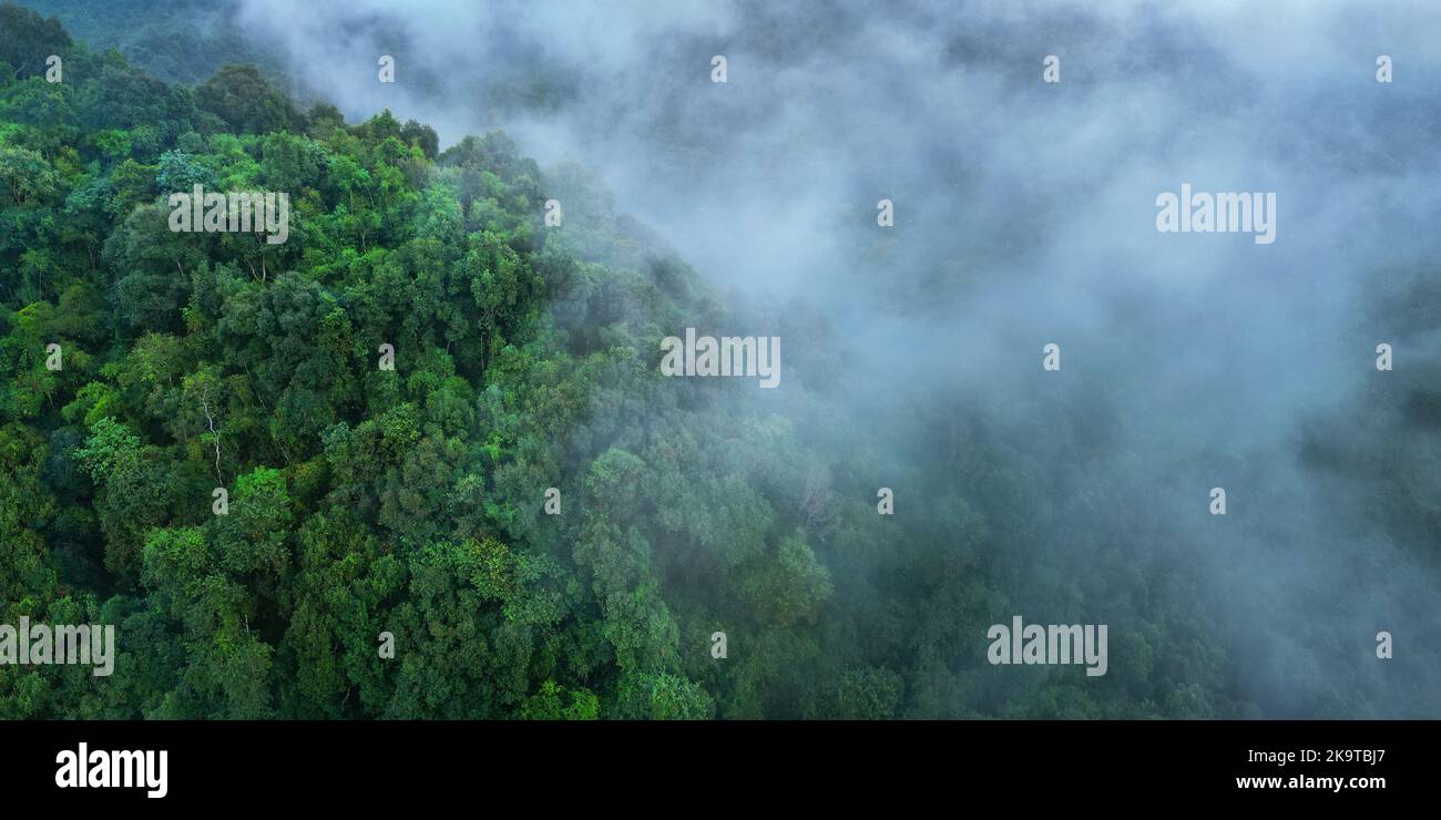 morning mist on the canopy in the rainforest ,near Vang-Vieng-Laos ...