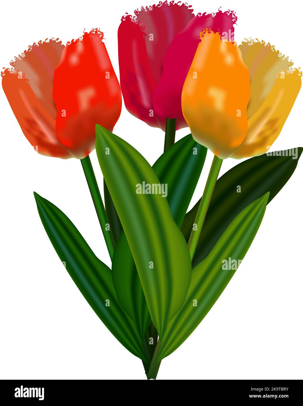 Spring bright tulip flowers on white background Stock Vector Image ...