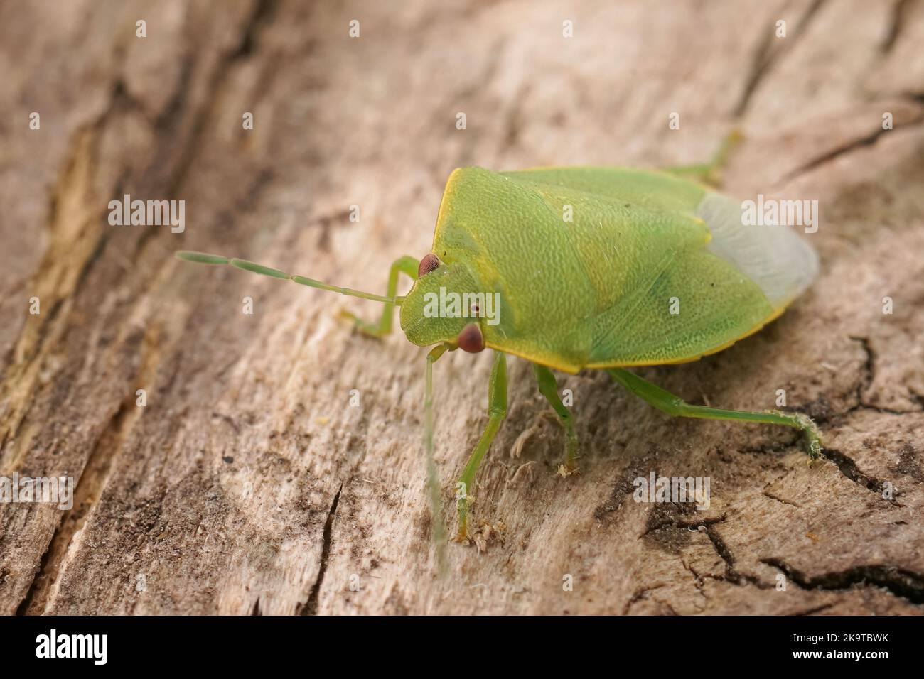 Detailed closeup on a the rarely photographed small green Mediterranean pentatomid shieldbug ...