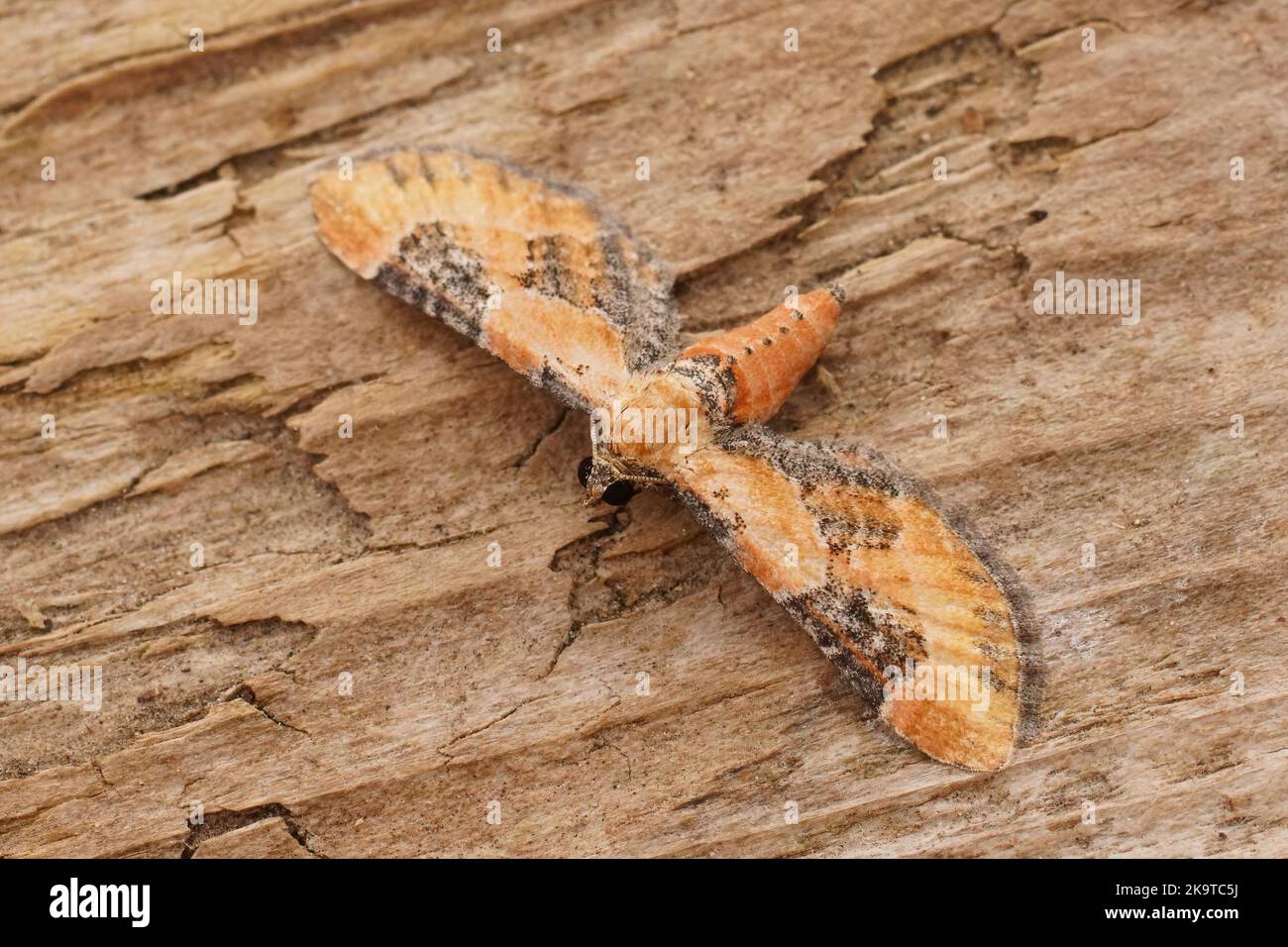 Detailed closeup on a small but colorful geometer moth, Eupithecia ...