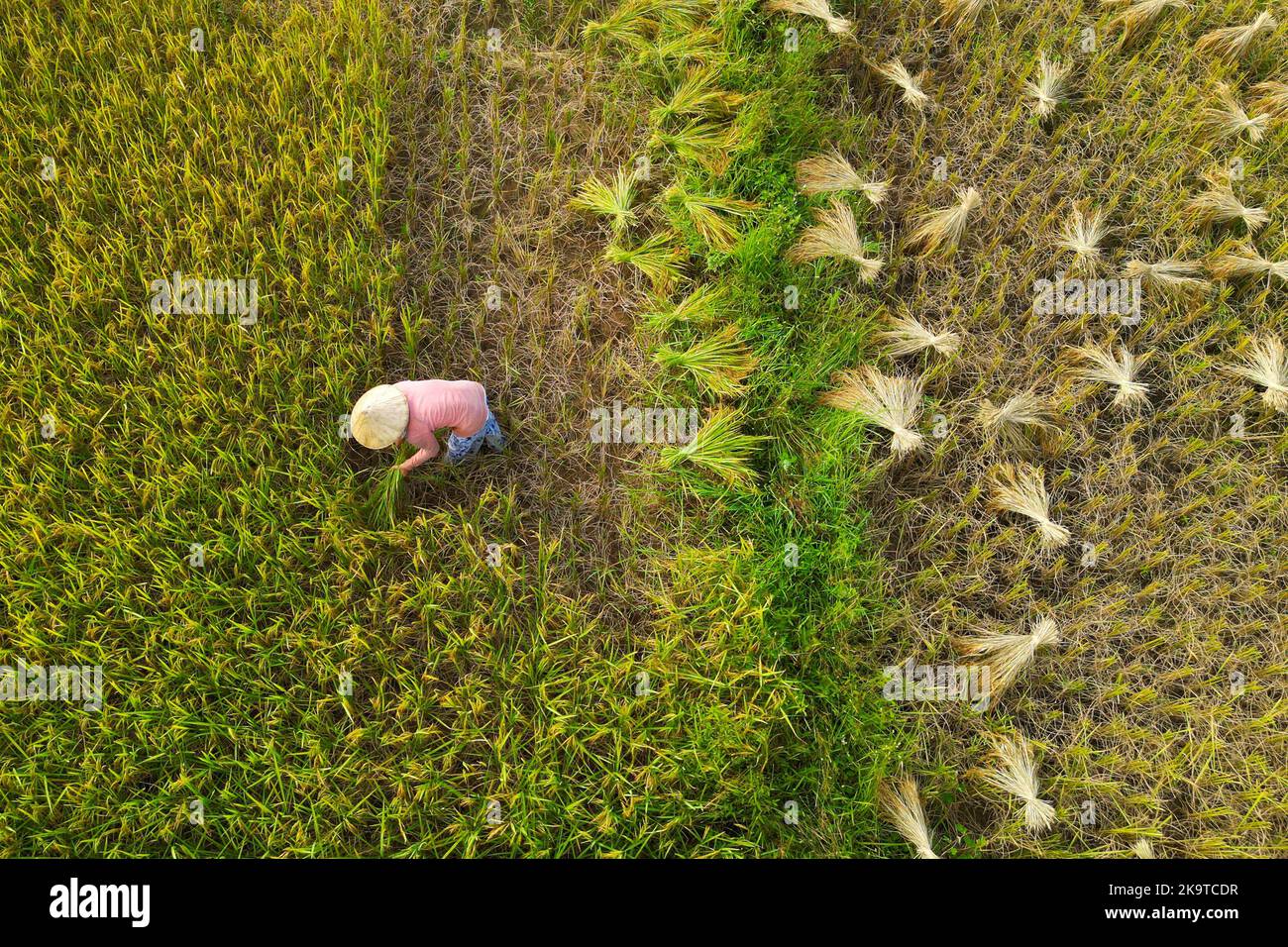 aerial view of rice worker ,harvesting in rice field Stock Photo - Alamy