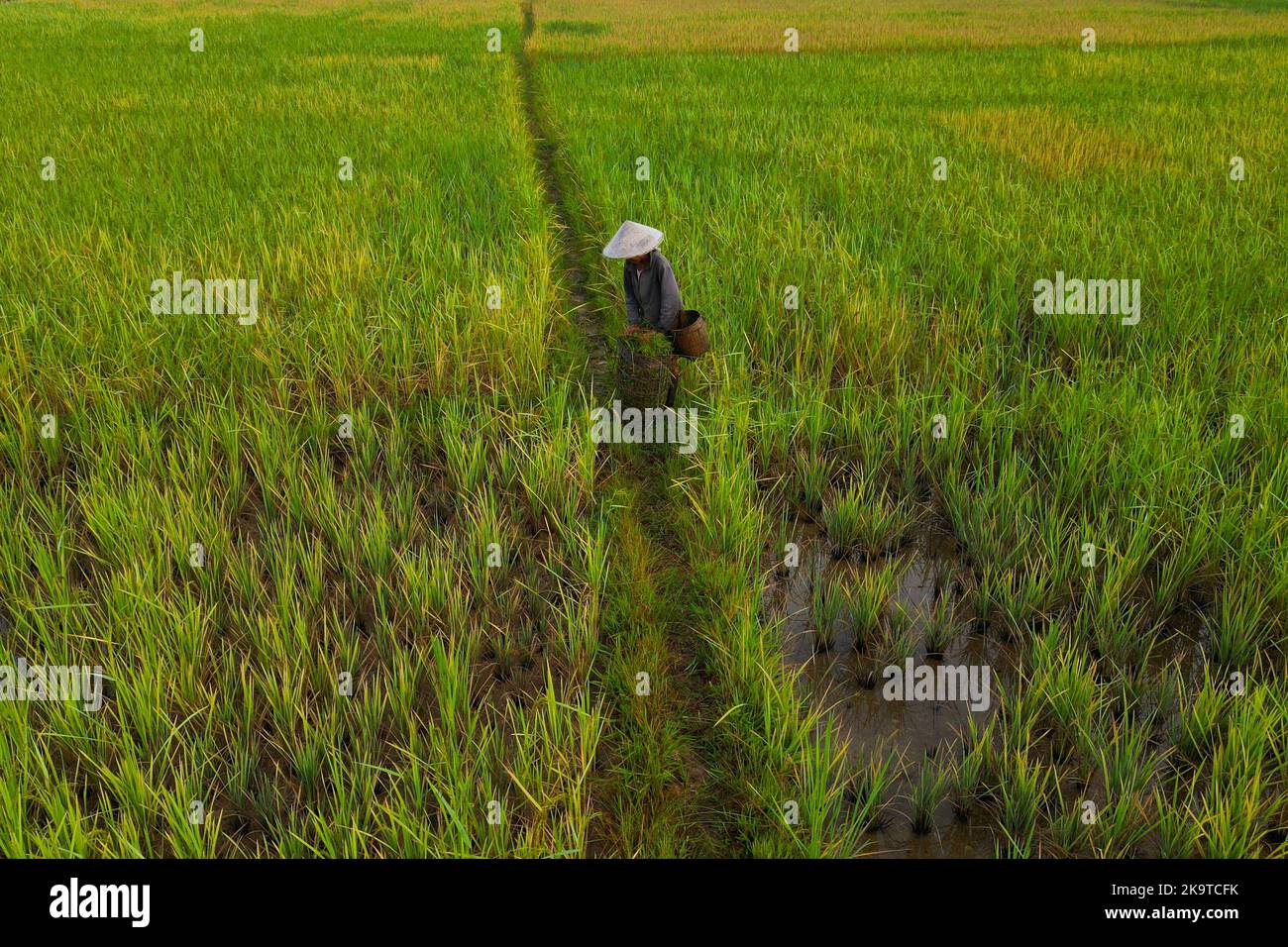 aerial view of rice worker ,harvesting in rice field Stock Photo - Alamy