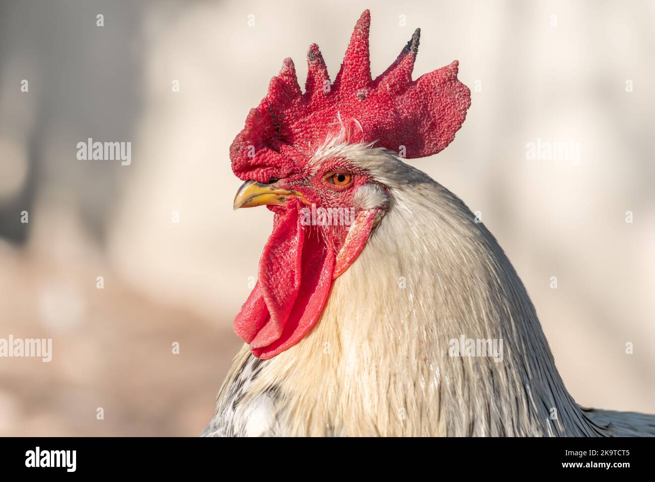 Portrait of a farmyard rooster on a country farm. France Stock Photo ...