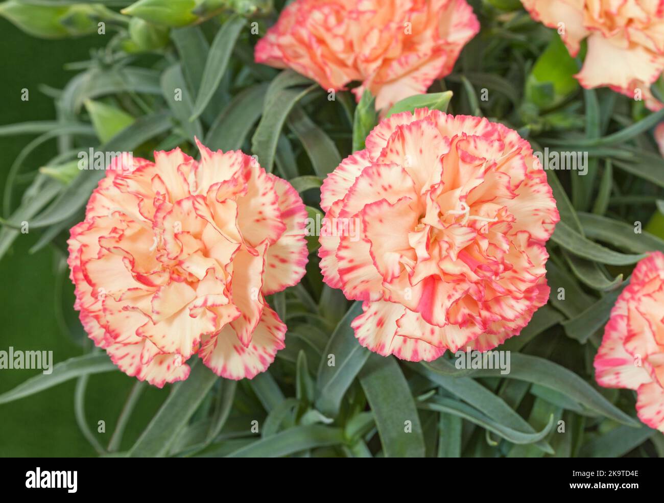 Beach flow hi-res stock photography and images - Alamy