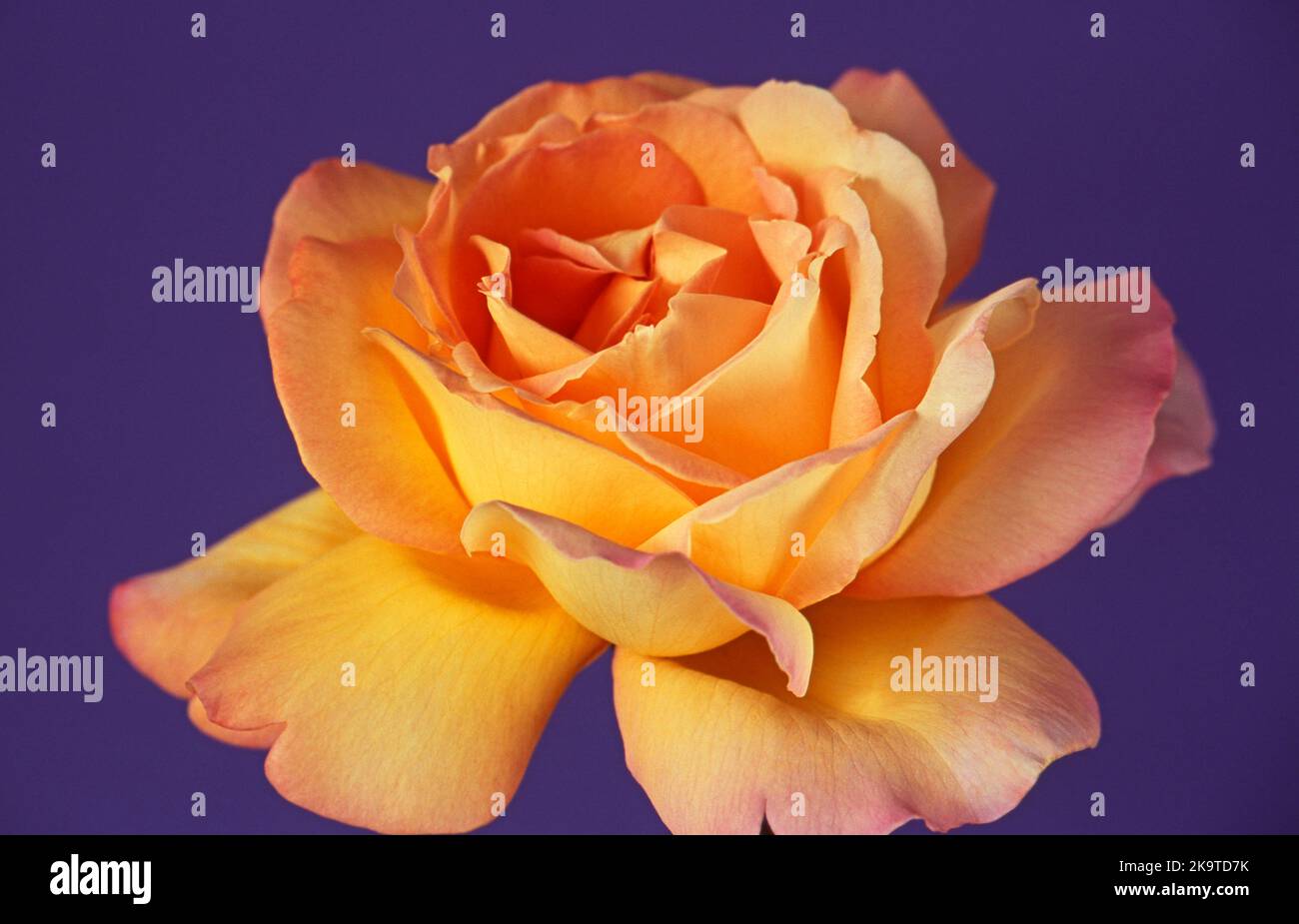 Hybrid Tea Rose 'Peace', Rosa Stock Photo - Alamy