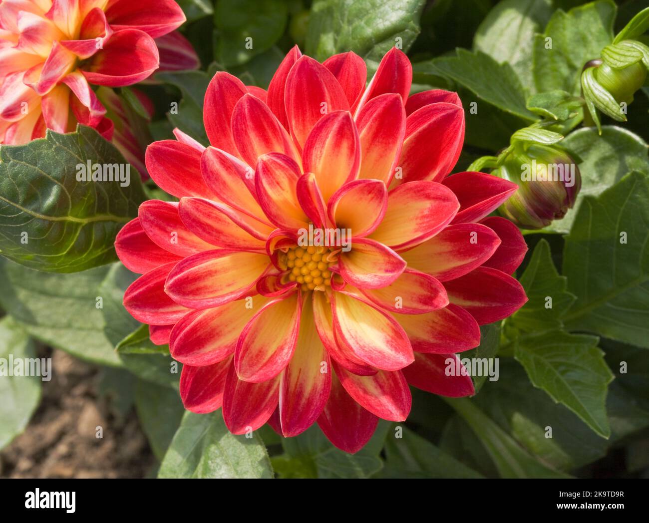 Marissa hi-res stock photography and images - Alamy