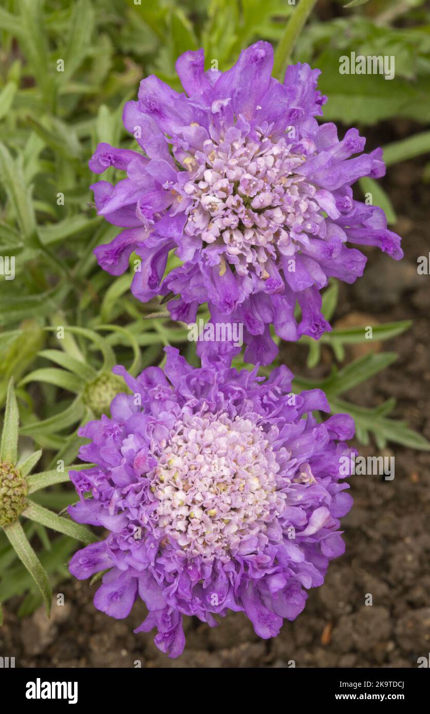 Scabious "Butterfly Blue", Scabiosa Stock Photo - Alamy