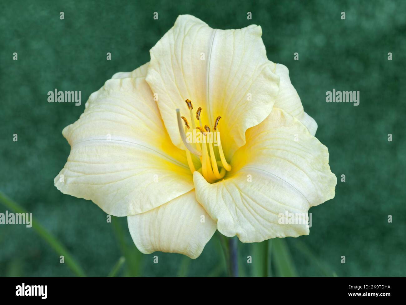 Day Lily "Longfields Pearl", Hemerocallis Stock Photo - Alamy
