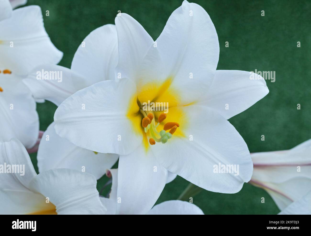 Regal Lily, Lilium regale Stock Photo - Alamy