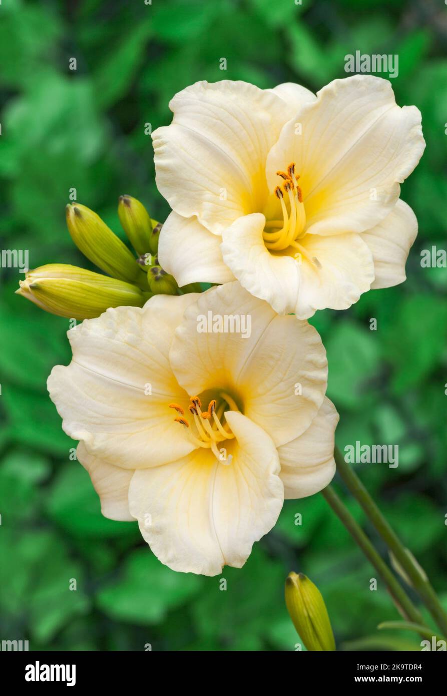 Day Lily "Longfield's Pearl", Hemerocallis Stock Photo - Alamy