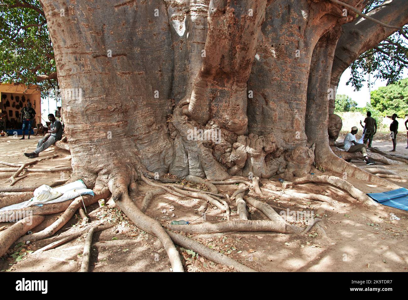 The big baobab tree in Senegal Stock Photo - Alamy
