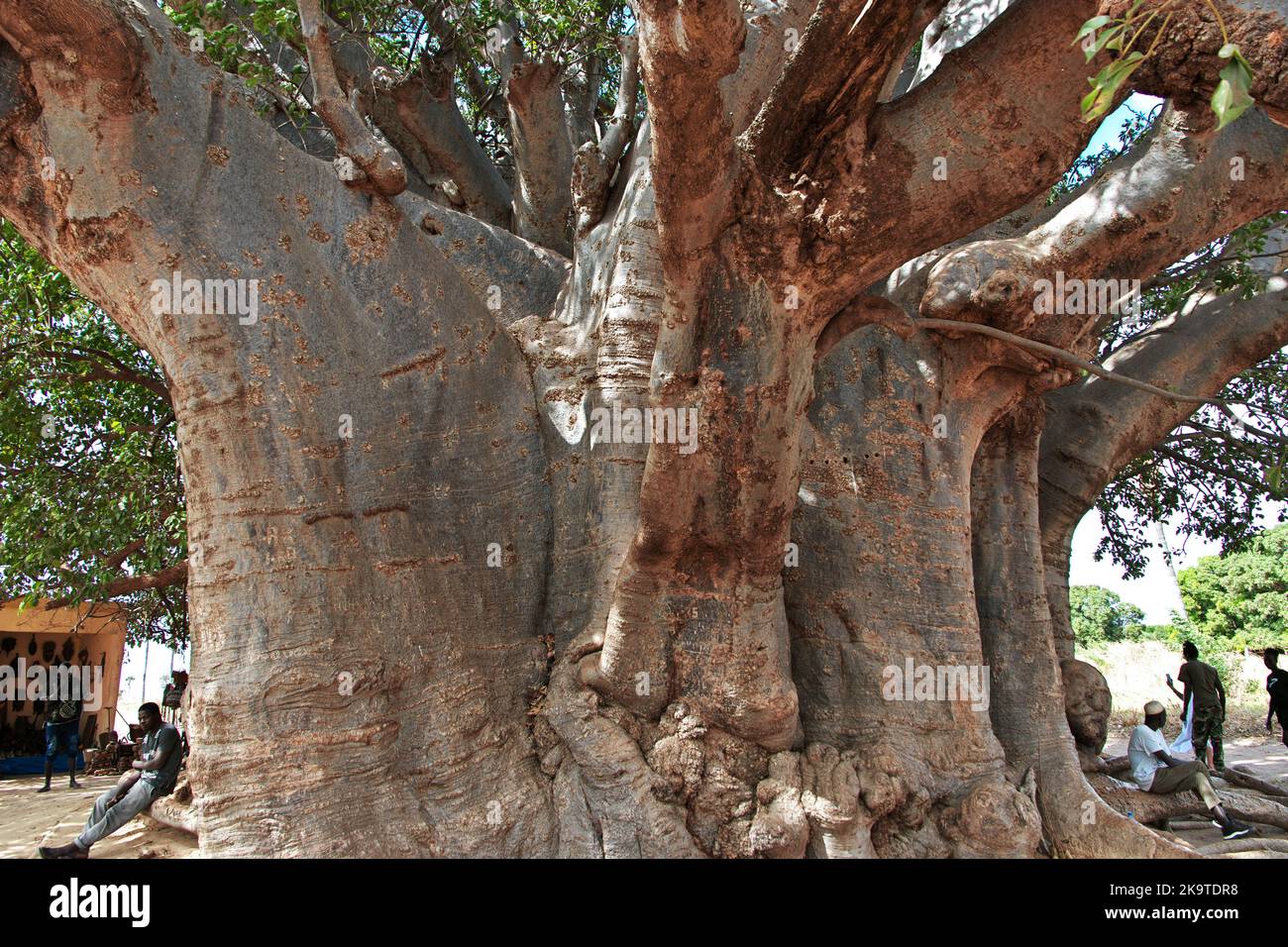 The big baobab tree in Senegal Stock Photo - Alamy