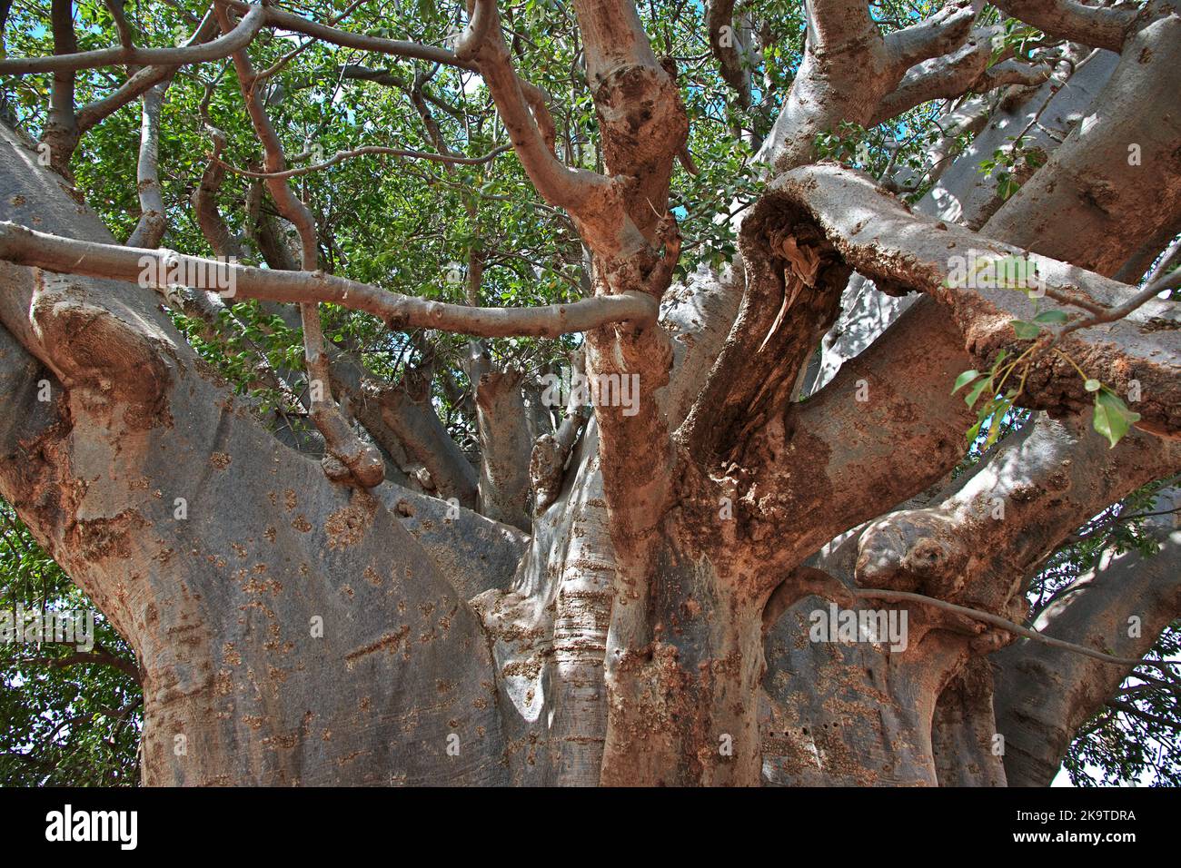 The big baobab tree in Senegal Stock Photo - Alamy