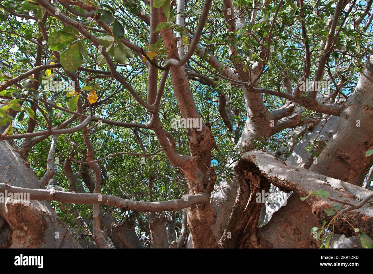 The big baobab tree in Senegal Stock Photo - Alamy