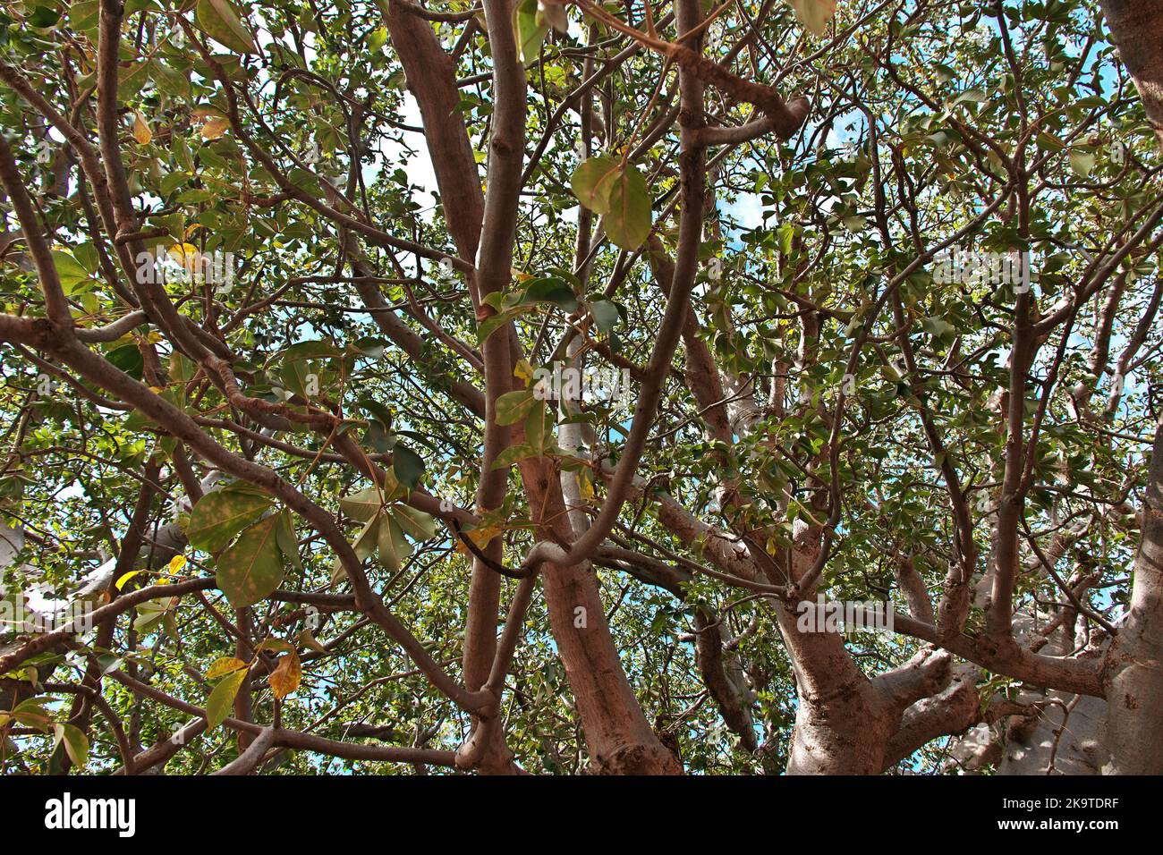 The big baobab tree in Senegal Stock Photo - Alamy
