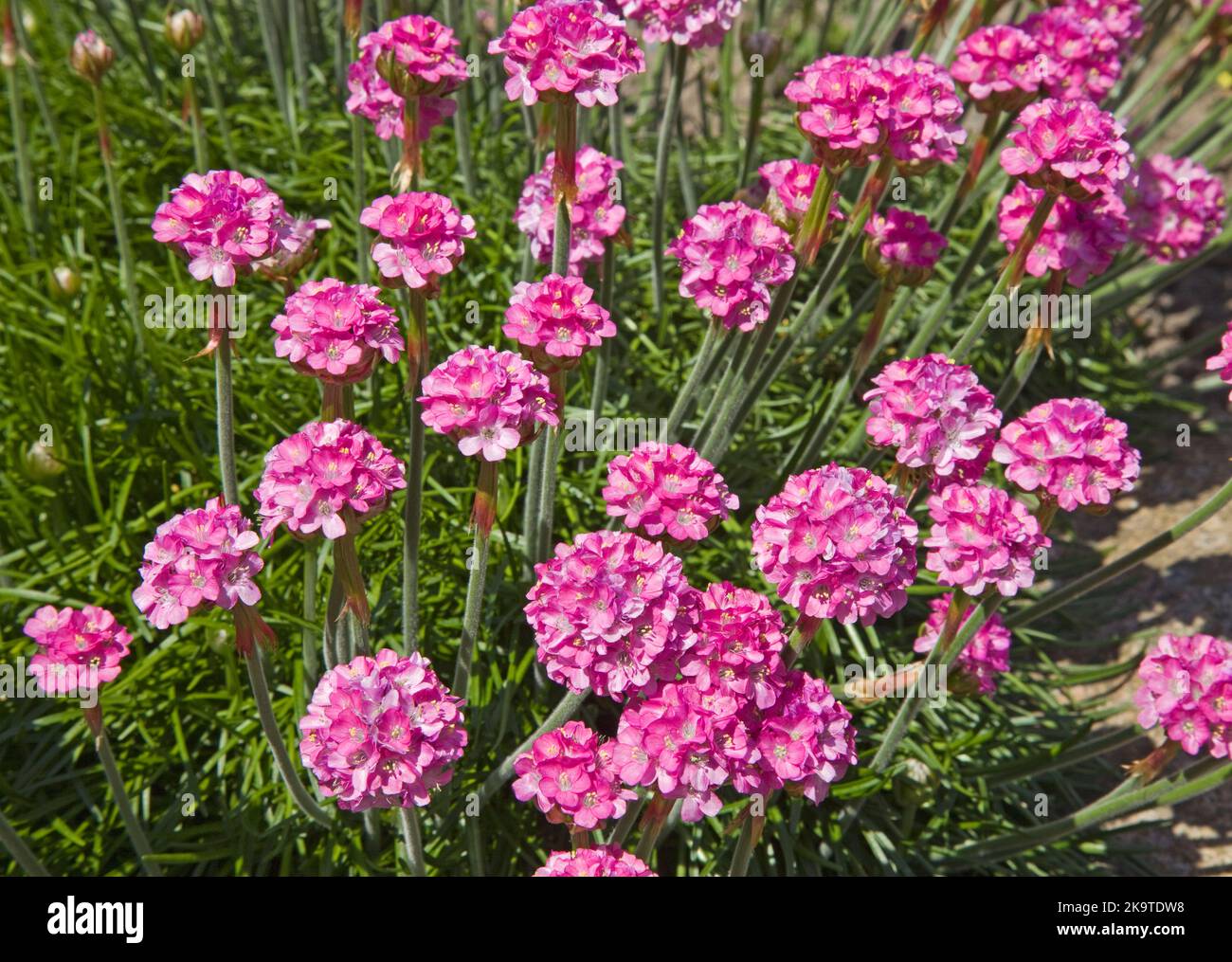 Pink thrift flowers hi-res stock photography and images - Alamy