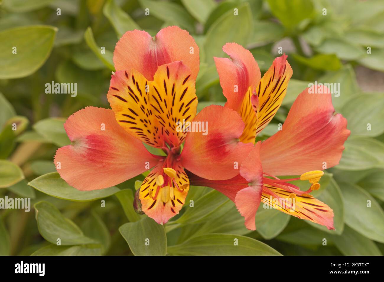 Alstroemeria "Saturne", Peruvian Lily Stock Photo - Alamy