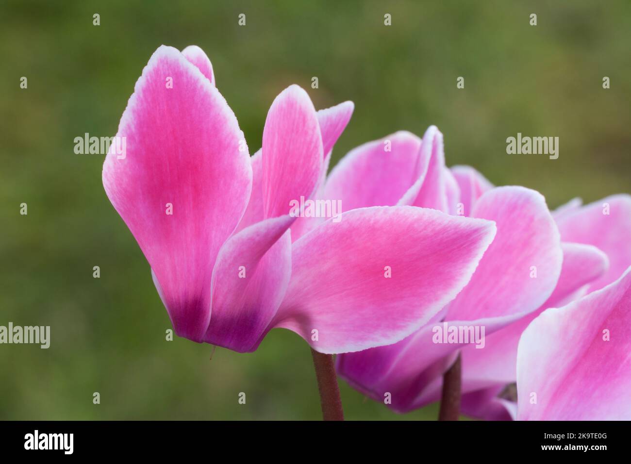 Metis flowers hi-res stock photography and images - Alamy