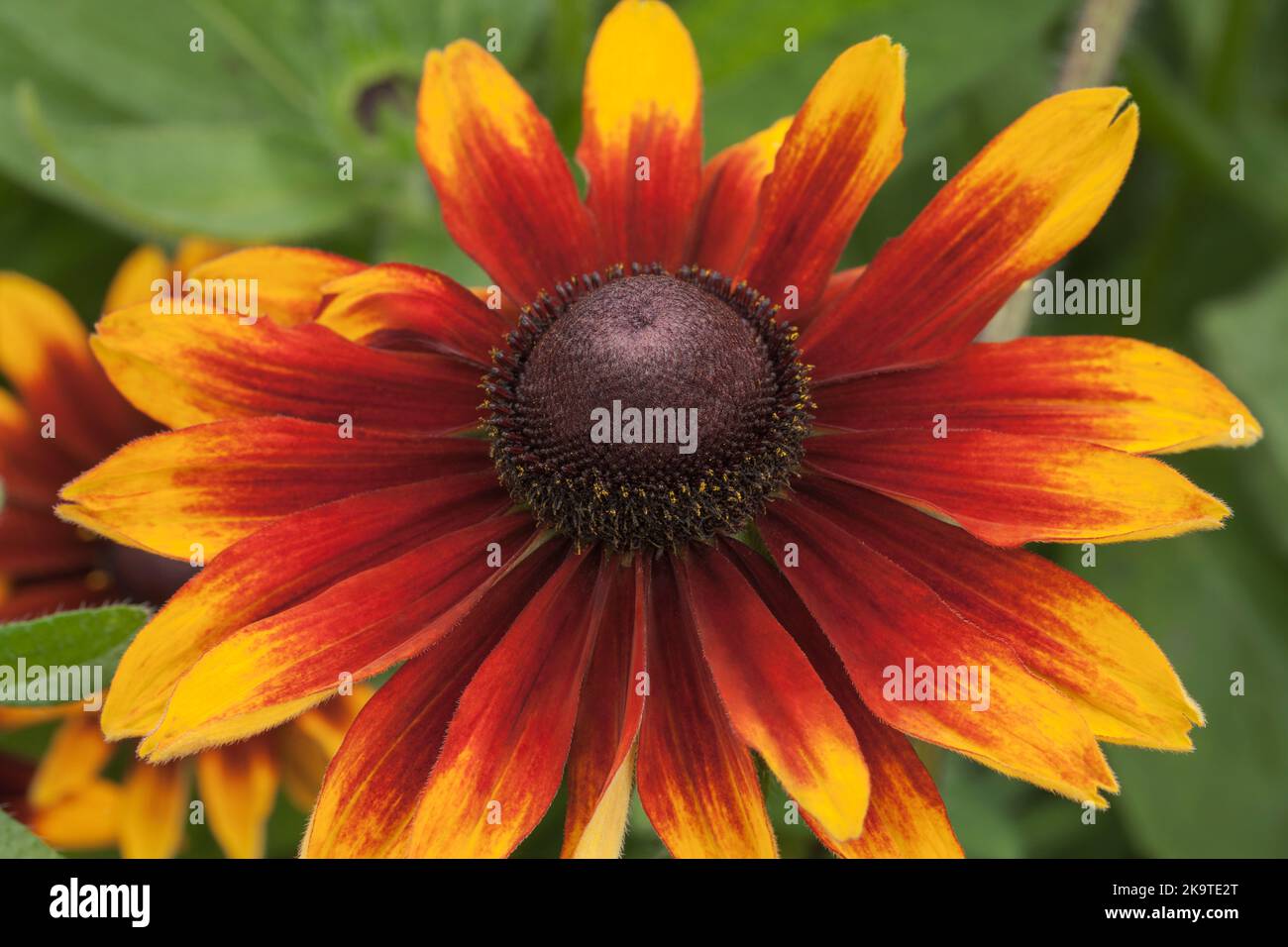 Rudbeckia "Orange Fudge Stock Photo - Alamy