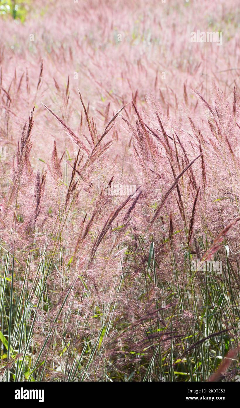 Fully bloomed pink reed field in Da Lat in Vietnam Stock Photo - Alamy