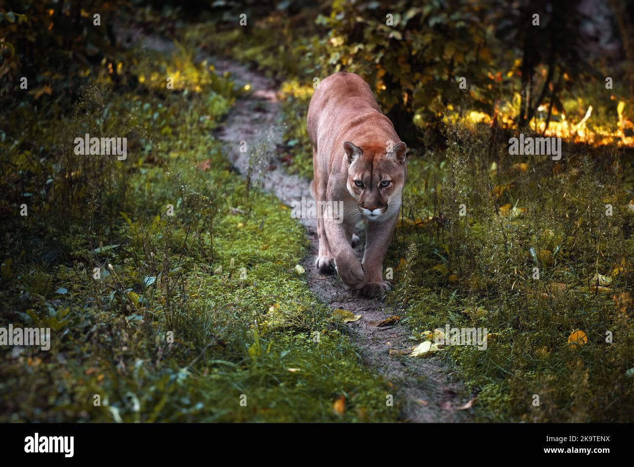 Beautiful Canadian Puma in an autumn forest. Wildlife America. American ...