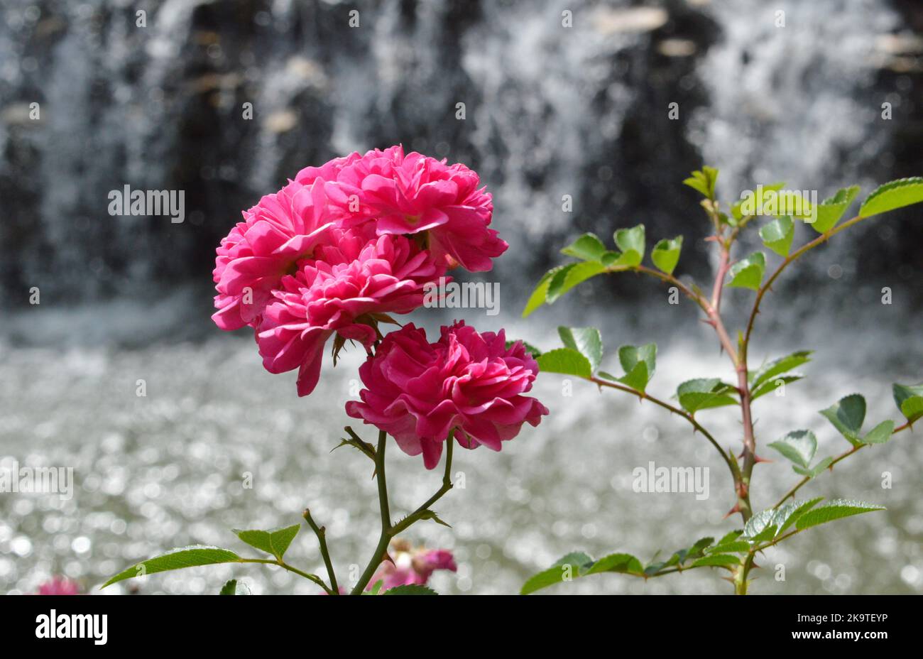 Beautiful Dark Pink Roses in Sapa, Vietnam with background of a ...