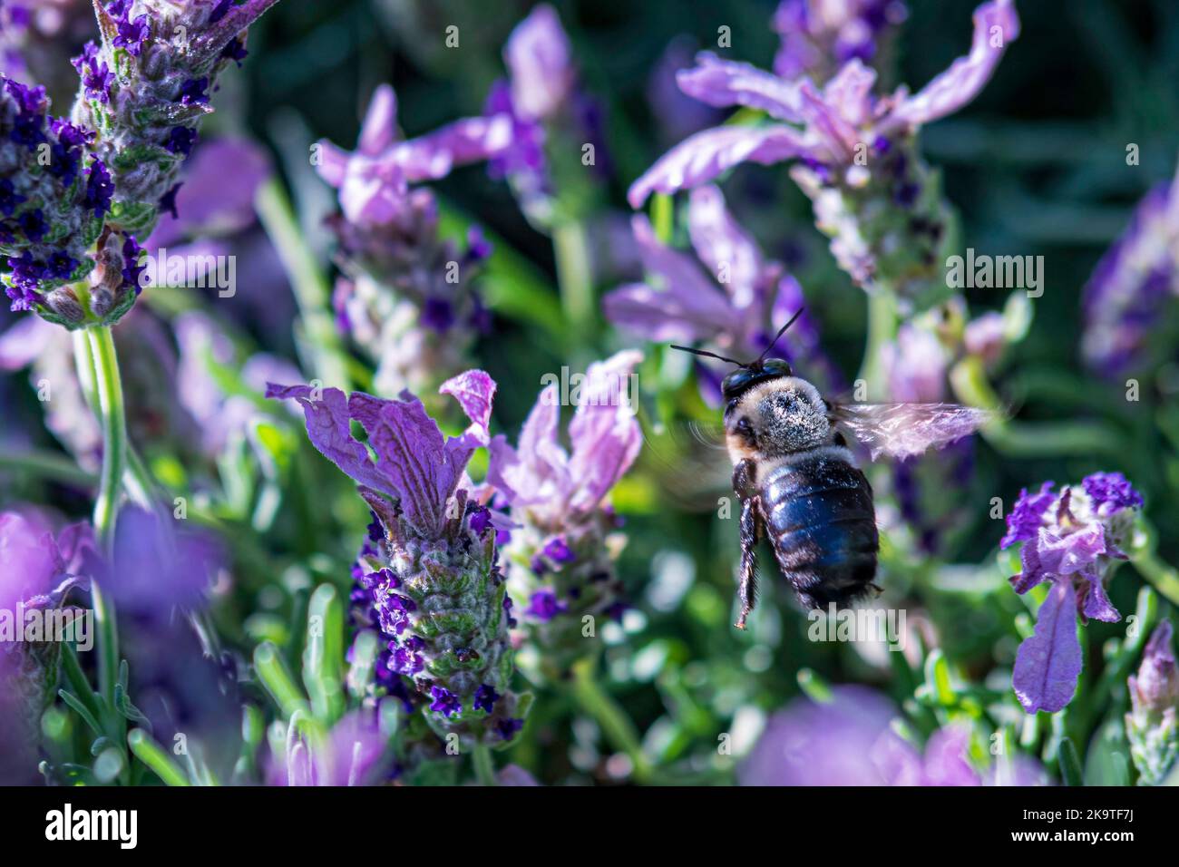 Eastern Carpenter bee (Xylocopa virginica) flying among lavender ...