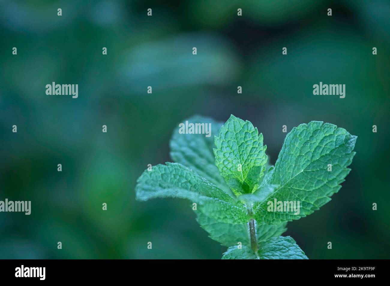 Botanical background of mint (Mentha spicata) plant close up with ...