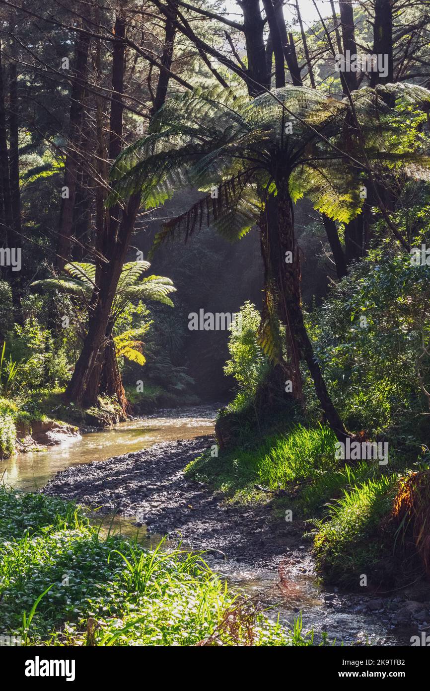 Ponga tree hi-res stock photography and images - Alamy