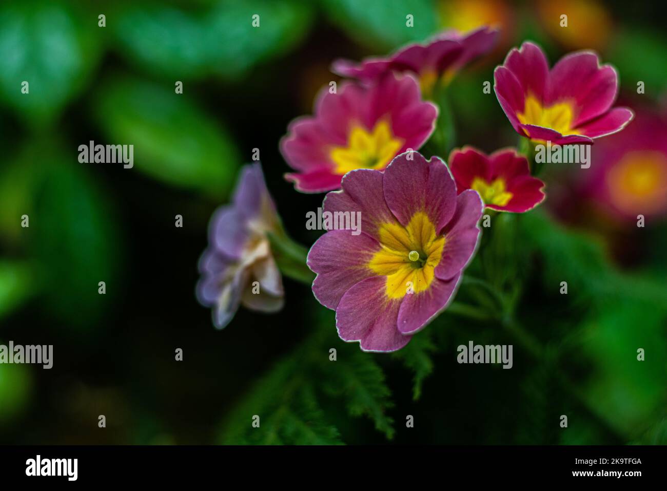 A single primrose flower pops out of the bunch with its stem showing ...