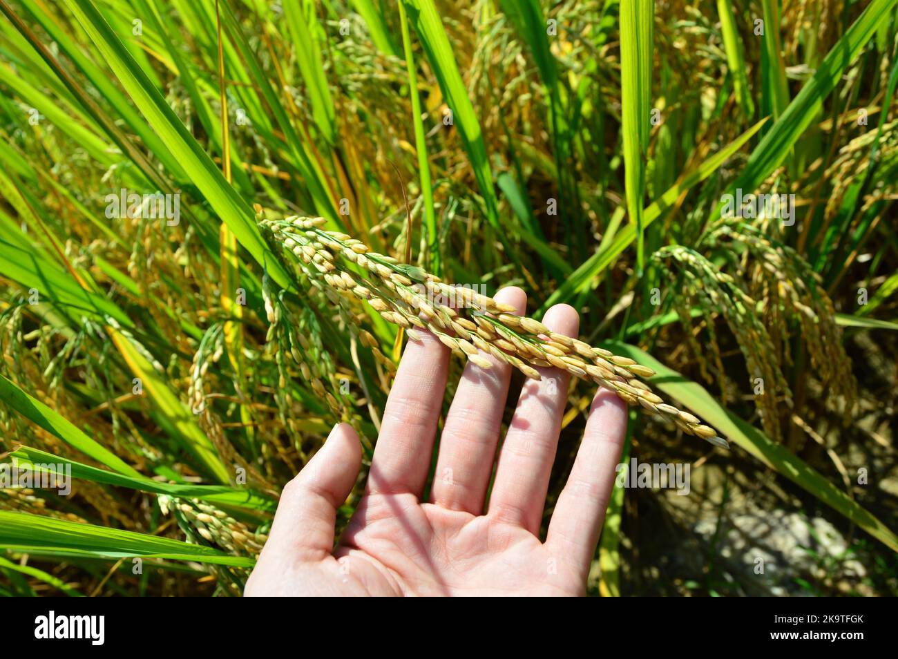 Beautiful fully ripen rice plant on hand, in the middle of rice terrace ...