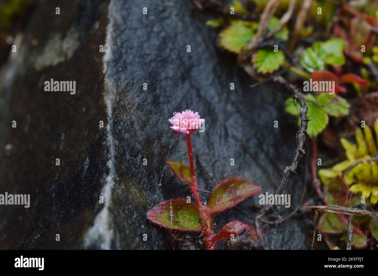 One pink knotweed flower covered by raindrops and spiderwebs on a rock ...